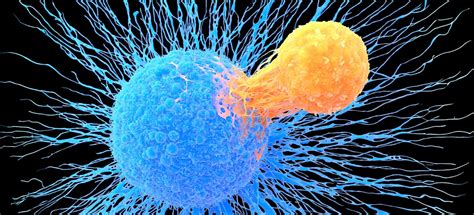 Five Things You Should Know About Stem Cell Transplantation Nyu