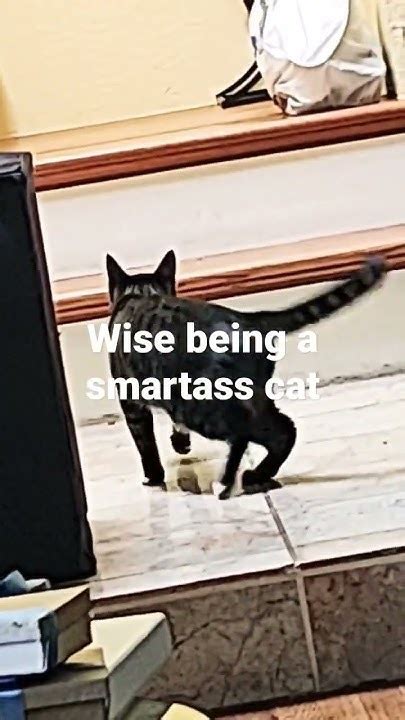 Wise Being A Smart Ass Cat Youtube