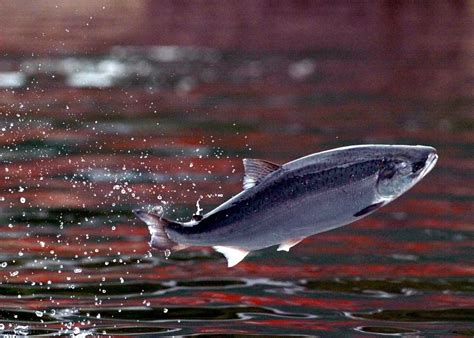 Картинка рыба лосось 60 фото