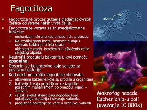 Telesne Tečnosti Uloge Prezentacijappt