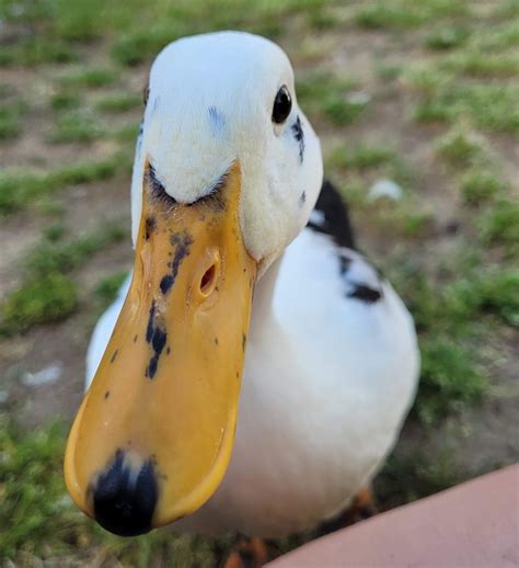 The Duck Bill Anatomy Function And Differences