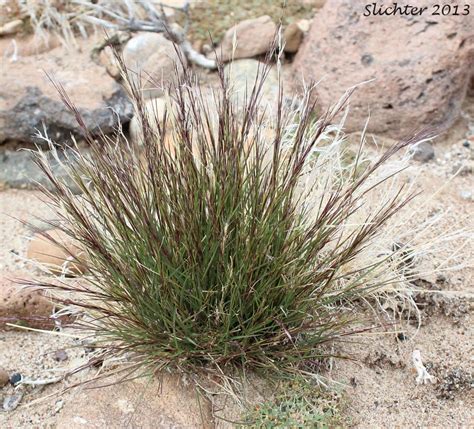 Unidentified Mojave Grass 2