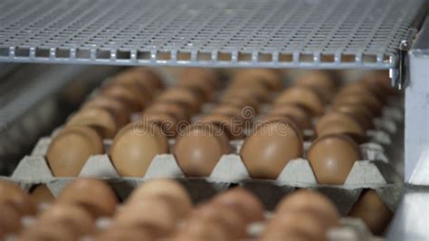 Automated Log Sorting Line Wheel Loader And Automatic Sorting Logs Diameter At The Sawmill