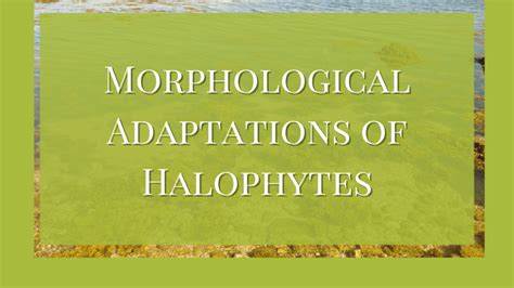Morphological Adaptations Of Halophytes Bio Smart Notes