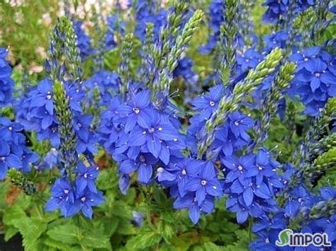 베로니카 로얄블루 야생화 허브 수생식물 채소 동백 심폴