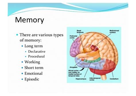 How The Brainprocessesinformation Memoryretentionandlearningtra