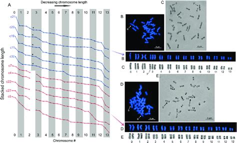 Karyotyping Of Goniopora Djiboutiensis Metaphase Cells A Stacked