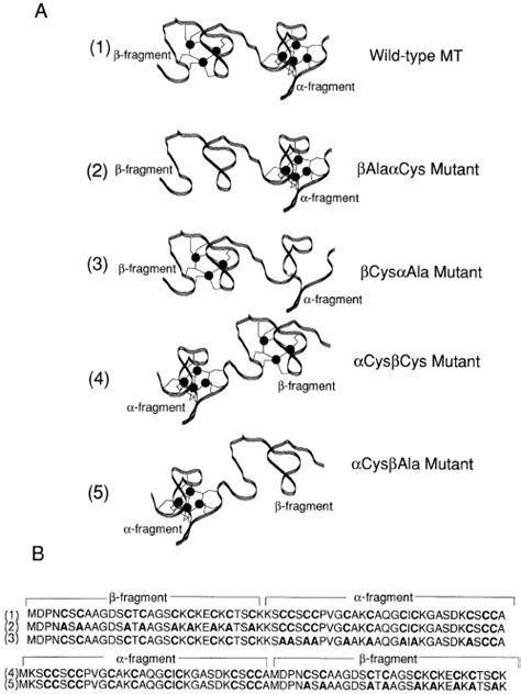 Schemes Of The Structures Of Each Wild Type Mt And Mutant Mt A And