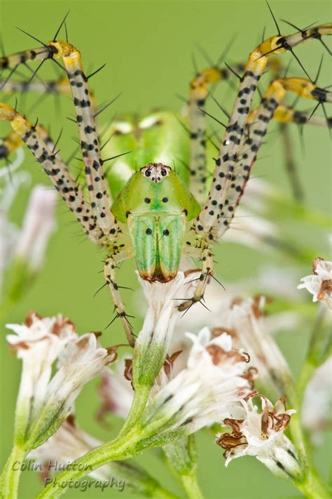 Green Lynx Spider Peucetia Viridans By Colinhuttonphoto On Deviantart