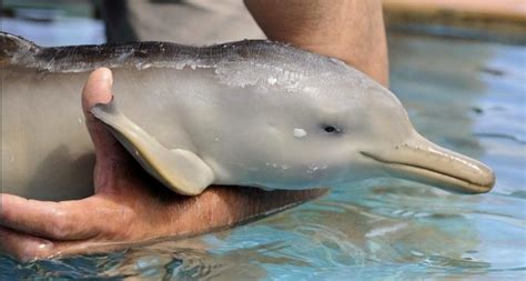 Dolphins Return
