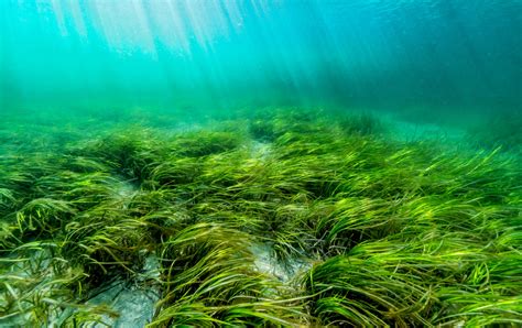 Seagrasses Continue To Release Methane After They Die