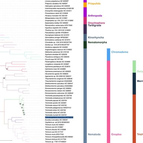 Mitochondrial Phylogenomics Of The Enoplea Maximum Likelihood The
