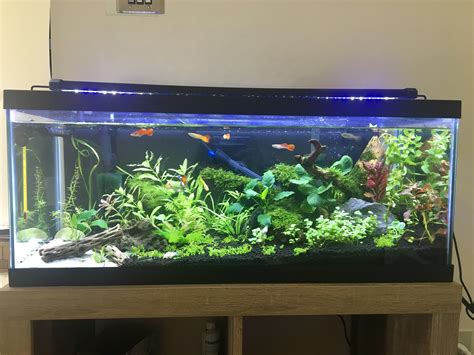 My 15 Gallon With 5 Pea Puffers Rpuffers