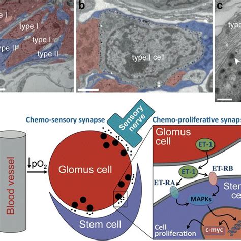 Glomus Cellstem Cell Synapse A Ultrastructure Of A Carotid Body