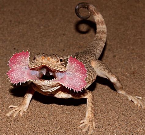 Best 13 Lizard Eating Frog True Facts Lizard 7 Interesting Facts