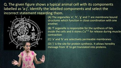 Nso Level 2 Class 8 Questions Past Paper Solutions Important