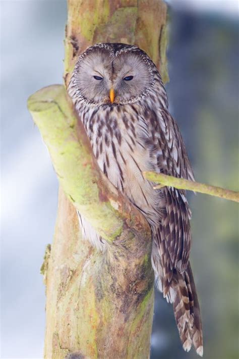 Ural Owl Strix Uralensis Stock Image Image Of Captive 148396689
