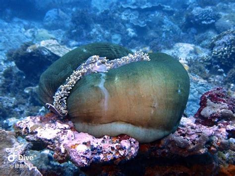 壯麗雙輻海葵 Heteractis Magnifica Marine Organism