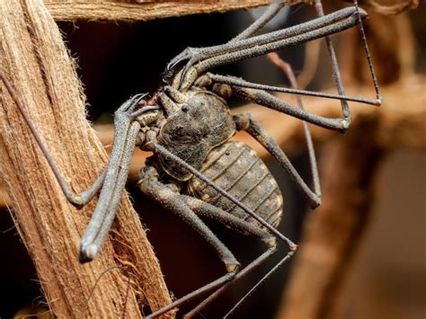 Premium Photo A Large Spider With Long Legs And Long Legs Is On A