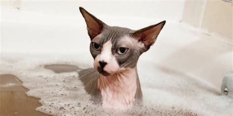 How To Take Care Of A Sphynx Cat Main Things Of Sphynx Cat Care
