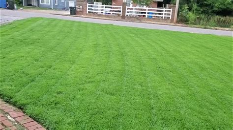 Beautiful Emerald Zoysia Grass Early Morning Cut Part1 Youtube