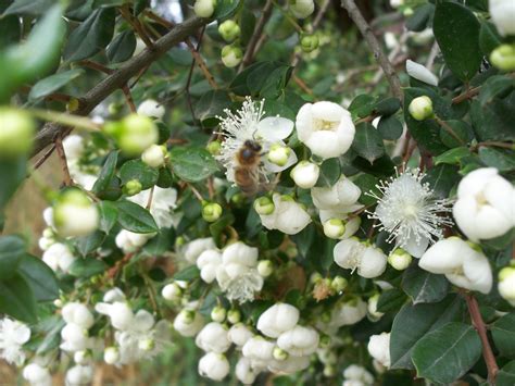 En Un Arrayán Flores Jardinería Paisajes