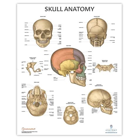 Anatomy Lab Human Skull Anatomy Poster Laminated Italia Ubuy