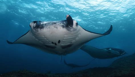 Nusa Penida Diving Dive With Manta And Mola I Bali Scuba