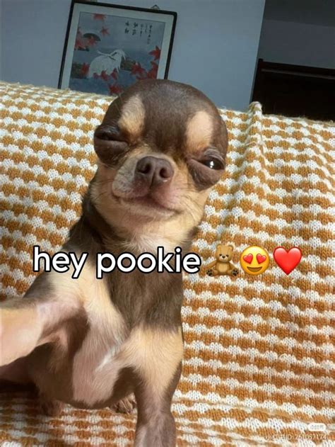 Hey Pookie🧸😍🌹my Iconi Made This For No Reason Fr Nel 2024