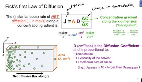 Diffusion And Osmosis Flashcards Quizlet