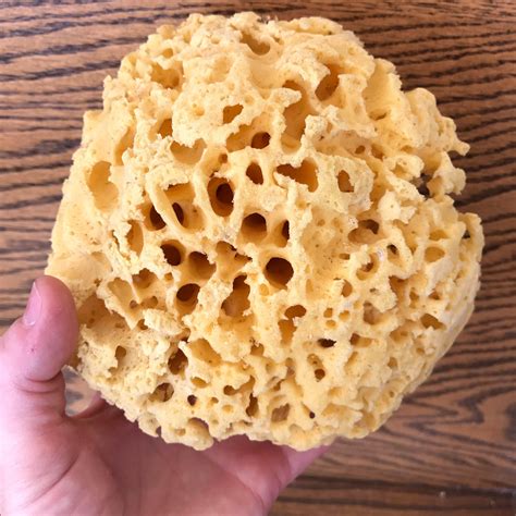 Bulk 5pc Sea Sponge 4 5 Size Natural Yellow Bath Cosmetic Soap Natural And Sustainably