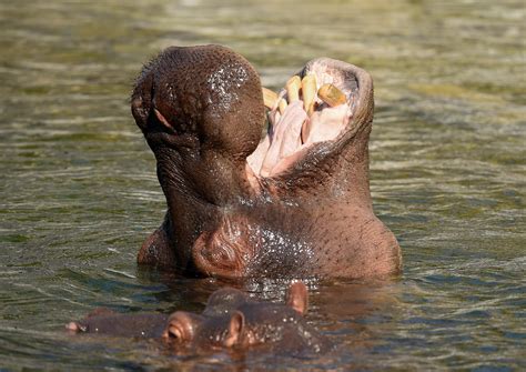 Hippopotamus Teeth
