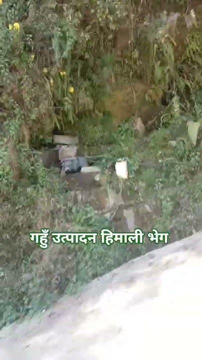 हिमाली भेगमा फलने आलू गौ फापर Youtube