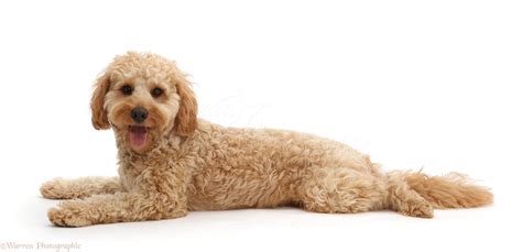 Cockapoo Dog Photo Wp48882
