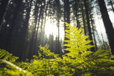 Farne Im Wald Bilder Kostenloser Download Auf Freepik