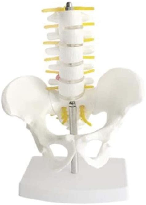 Study Model Educational Model Human Pelvis With 5pcs Lumbar Vertebrae