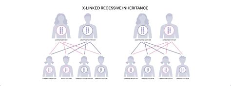 Autosomal Recessive Inheritance Royalty Free Vector Image