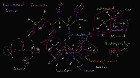 Honors Bio Functional Groups Diagram Quizlet