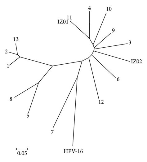 Neighbor Joining Phylogenic Tree Constructed With 2000 Bootstrap