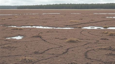 Co To Jest Torf Właściwości Rodzaje I Zastosowanie