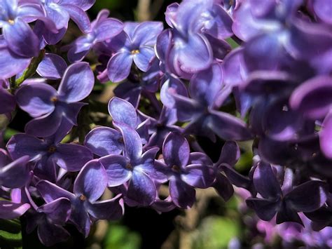 Lila Toner Shades Of Purple Just Nu Blommar Syrenerna I Flickr