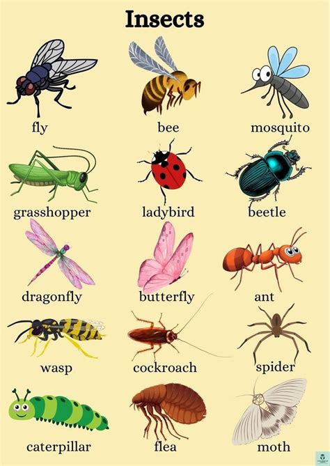 Insects Names English Lessons English Vocabulary Learn English