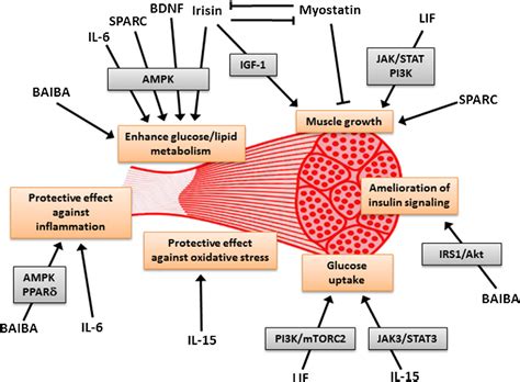 Pdf The Role Of Exercise Induced Myokines In Regulating Metabolism