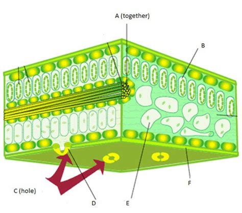 Parts Of A Leaf Flashcards Quizlet