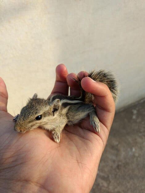 Premium Photo Human Hand Holding Small Outdoors