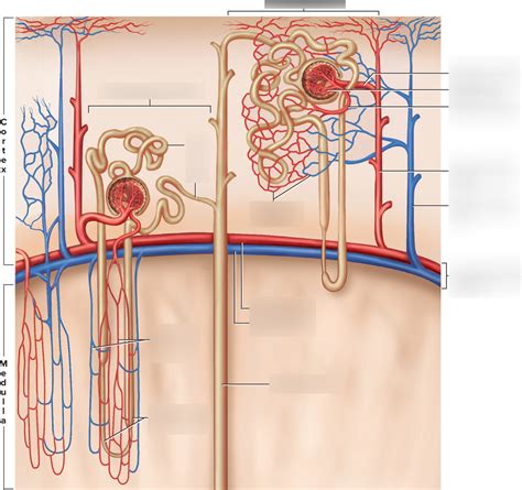 Peritubular Capillaries Diagram