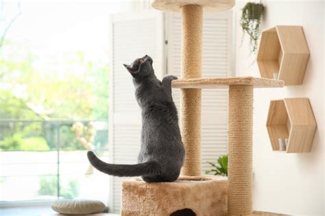 Not Just Towers Adding Cat Shelves To Your Walls