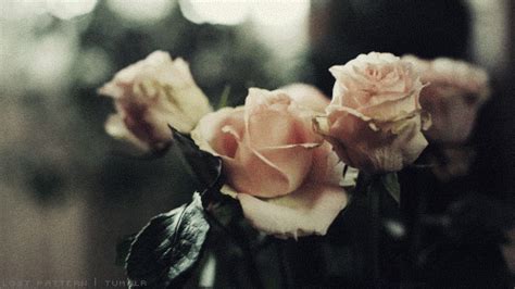 Flowers Vintage Roses  Find On Er