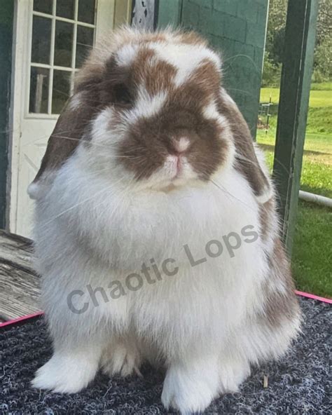 Chaotic Lops Eglon Wv