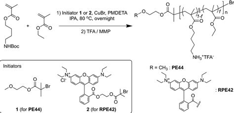 Synthesis Of Antimicrobial Polymethacrylate Random Copolymer R